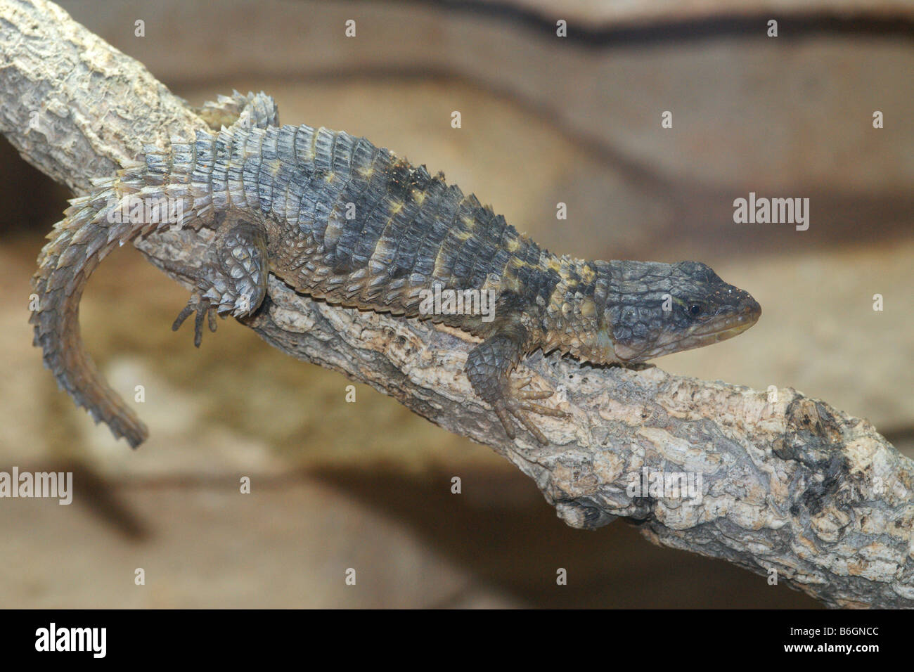 Girdled lizard Banque de photographies et d’images à haute résolution ...