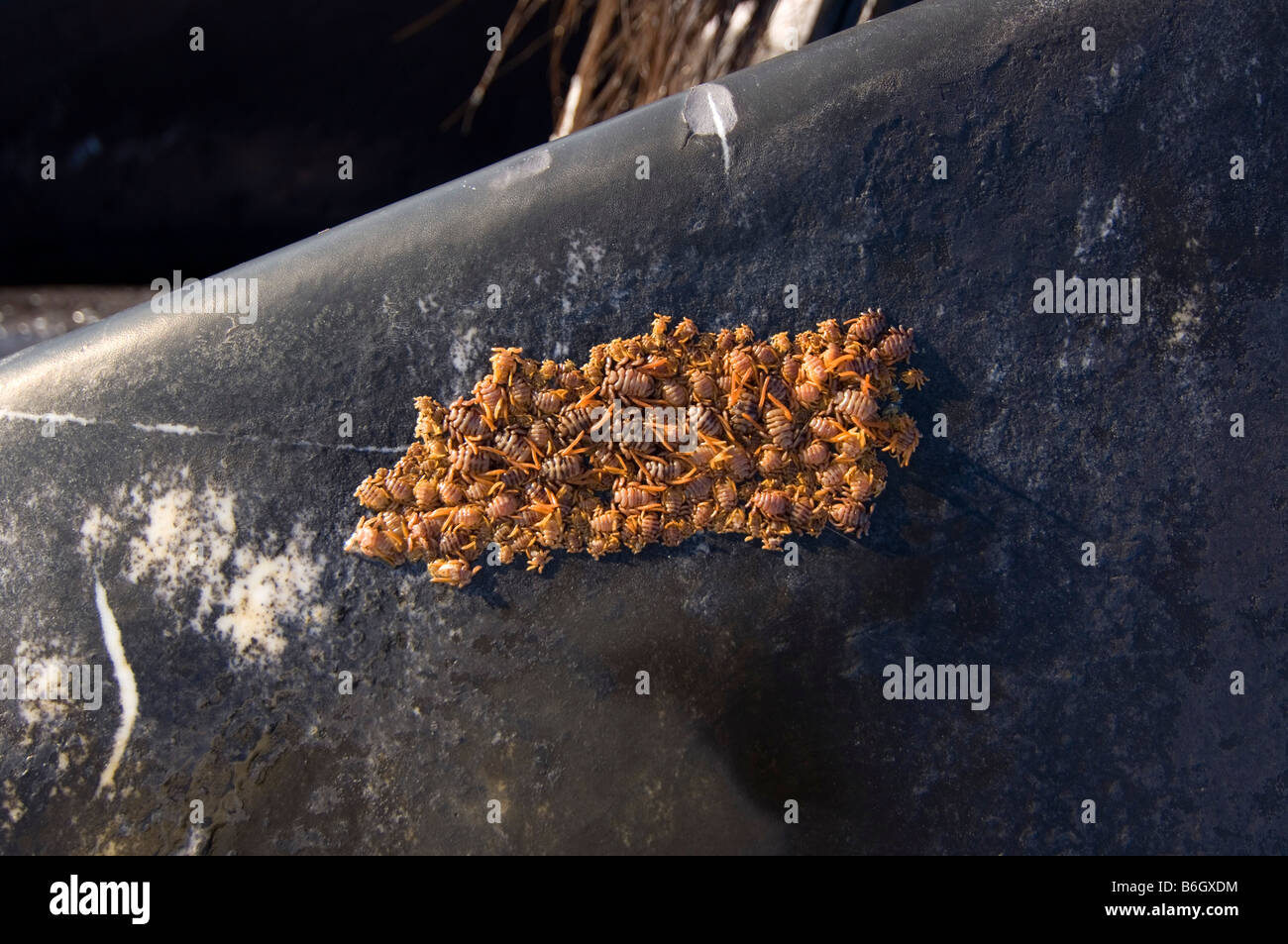 Poux de baleine Banque de photographies et d’images à haute résolution ...