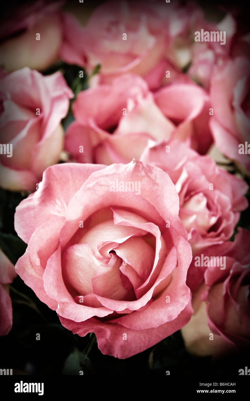Rosa rose Banque de photographies et d’images à haute résolution - Alamy