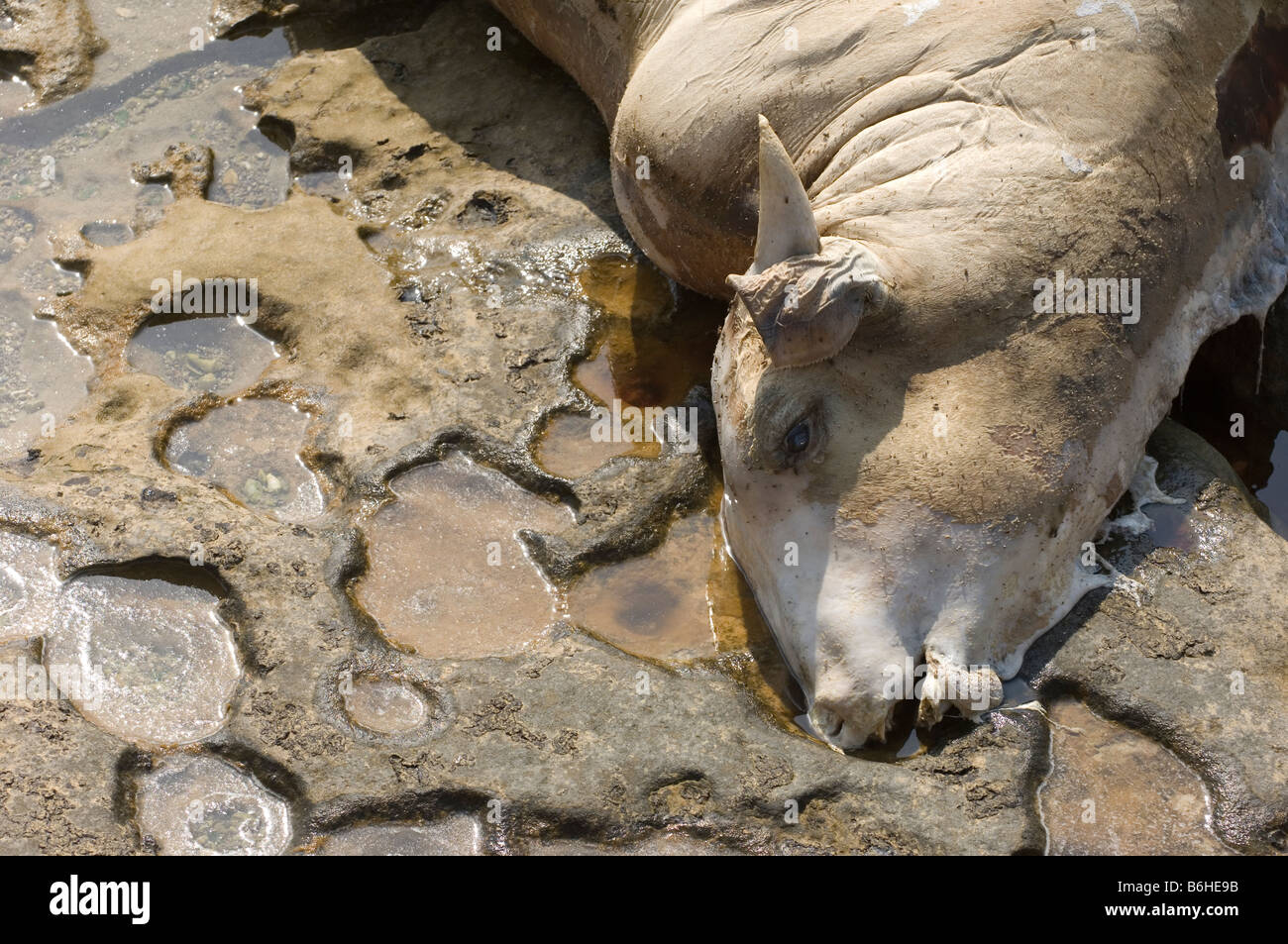 Corps animal mort Banque de photographies et d’images à haute ...