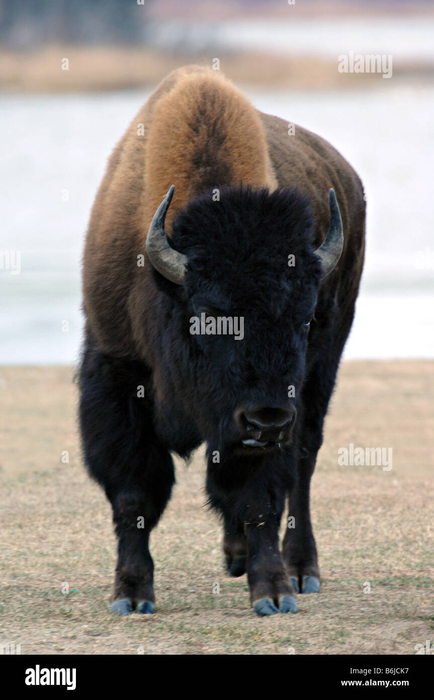 Animal bison Banque de photographies et d’images à haute résolution - Alamy