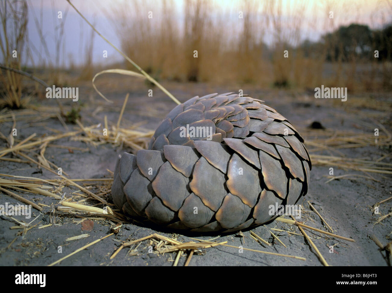 Écaille De Pangolin Banque d'image et photos - Alamy