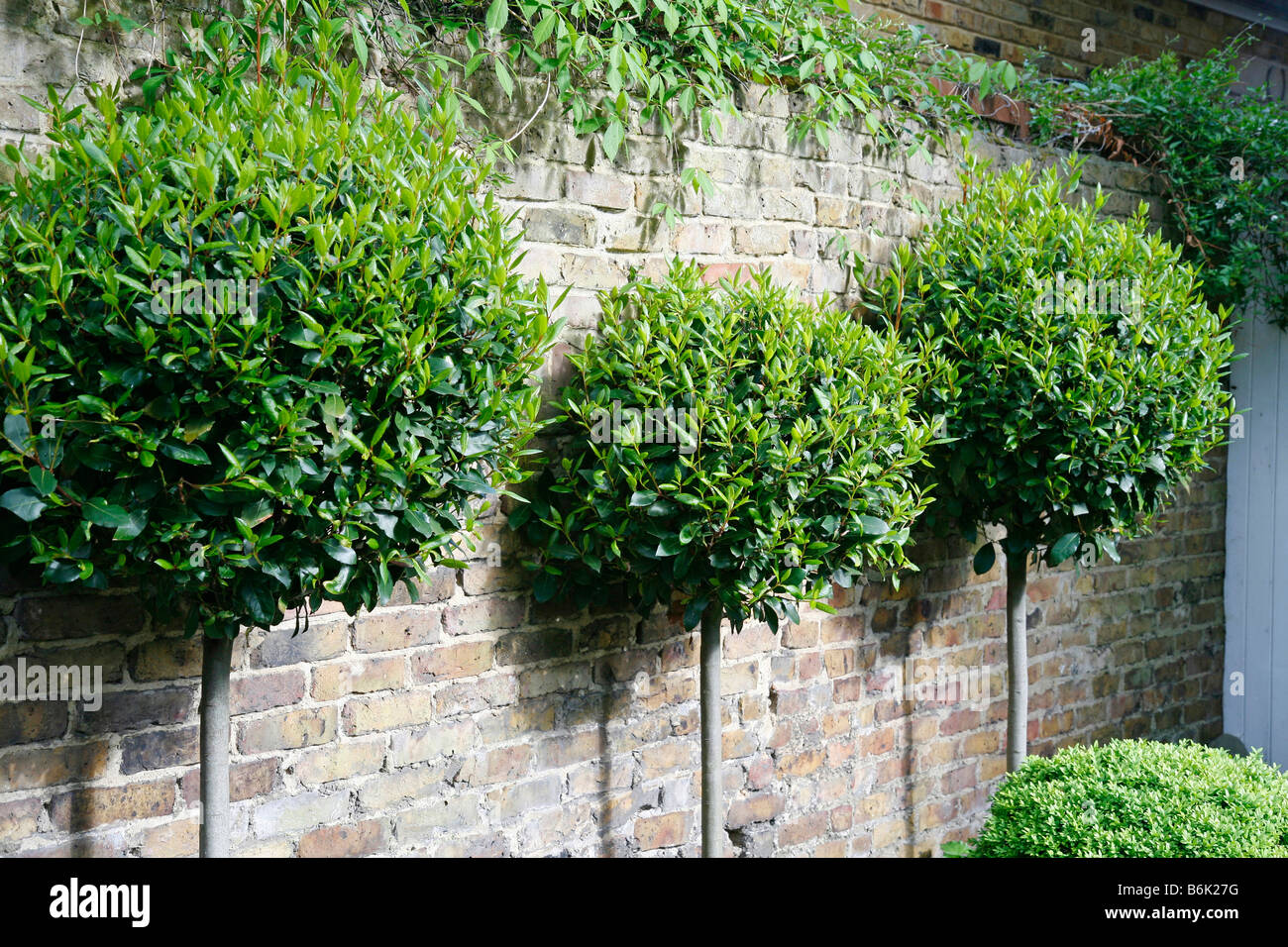 Laurel tree Banque de photographies et d’images à haute résolution - Alamy