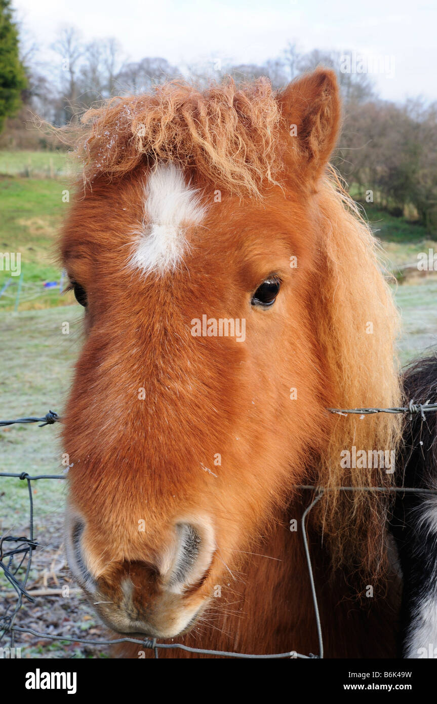 Bay pony Banque de photographies et d’images à haute résolution - Alamy