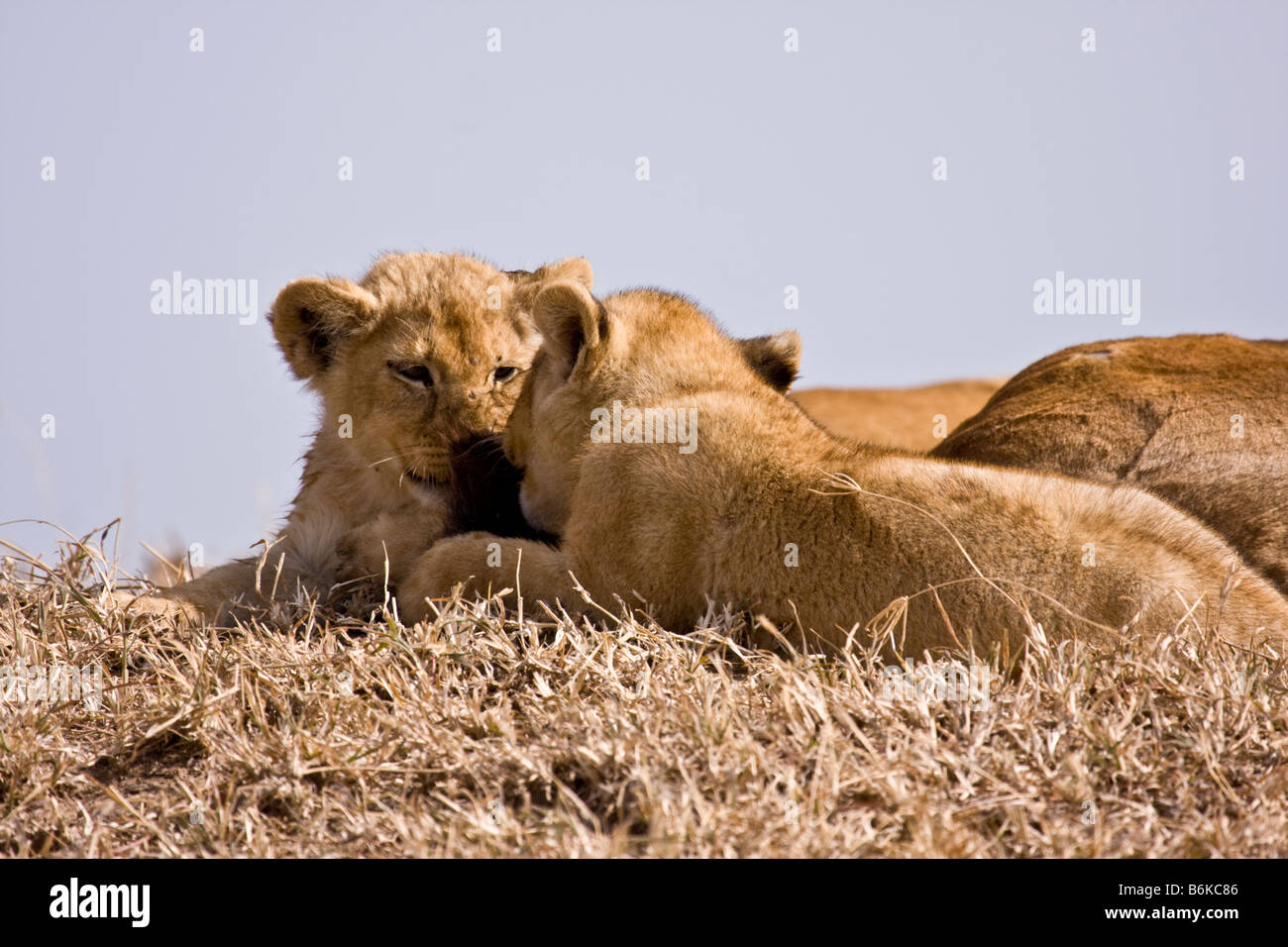Queue de lion Banque de photographies et d’images à haute résolution ...