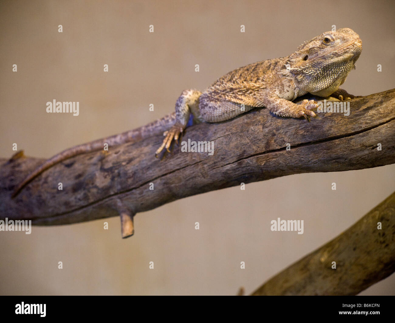 Lézard dragon barbu Banque de photographies et d’images à haute ...