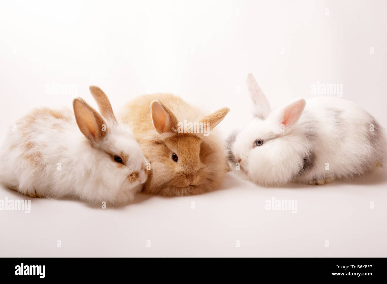 Groupe de lapins Banque de photographies et d’images à haute résolution - Alamy