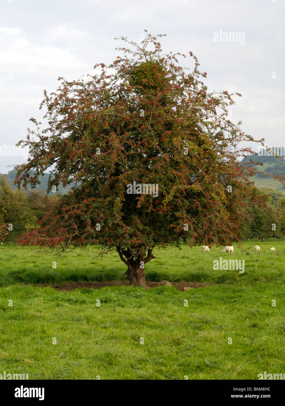 Crataegus monogyna épine Banque de photographies et d’images à haute ...