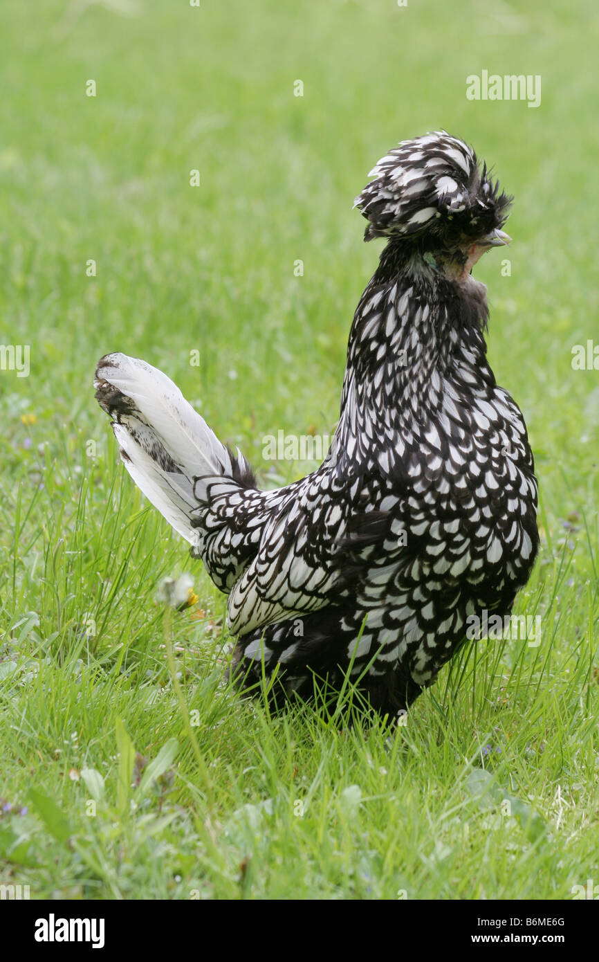 Poulet polonais noir Banque de photographies et d’images à haute ...