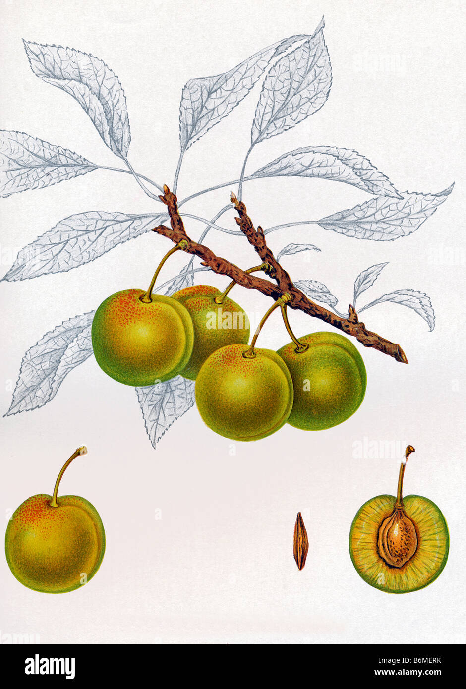 Prunus domestica reine claude Banque de photographies et d’images à ...