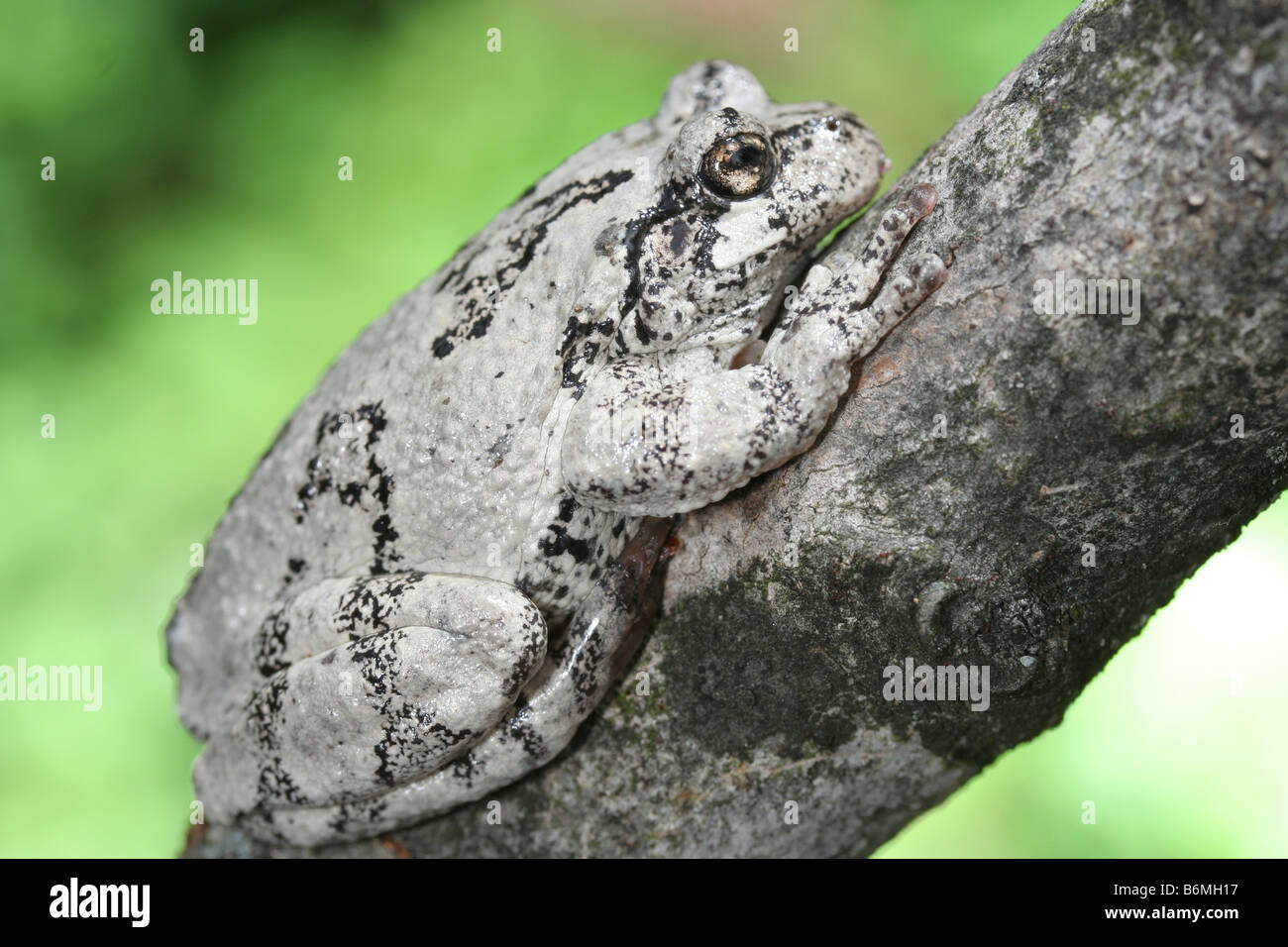 Hyla versicolor Banque de photographies et d’images à haute résolution ...