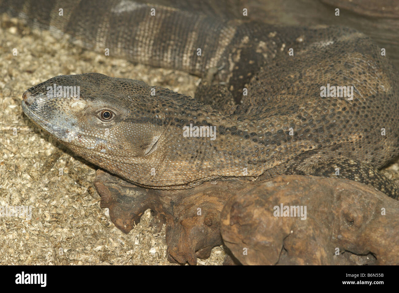 White throated monitor lizard varanus albigularis Banque de ...