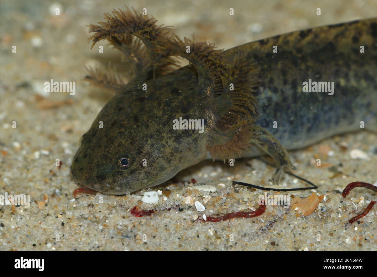 Ambystoma andersoni Banque de photographies et d’images à haute ...