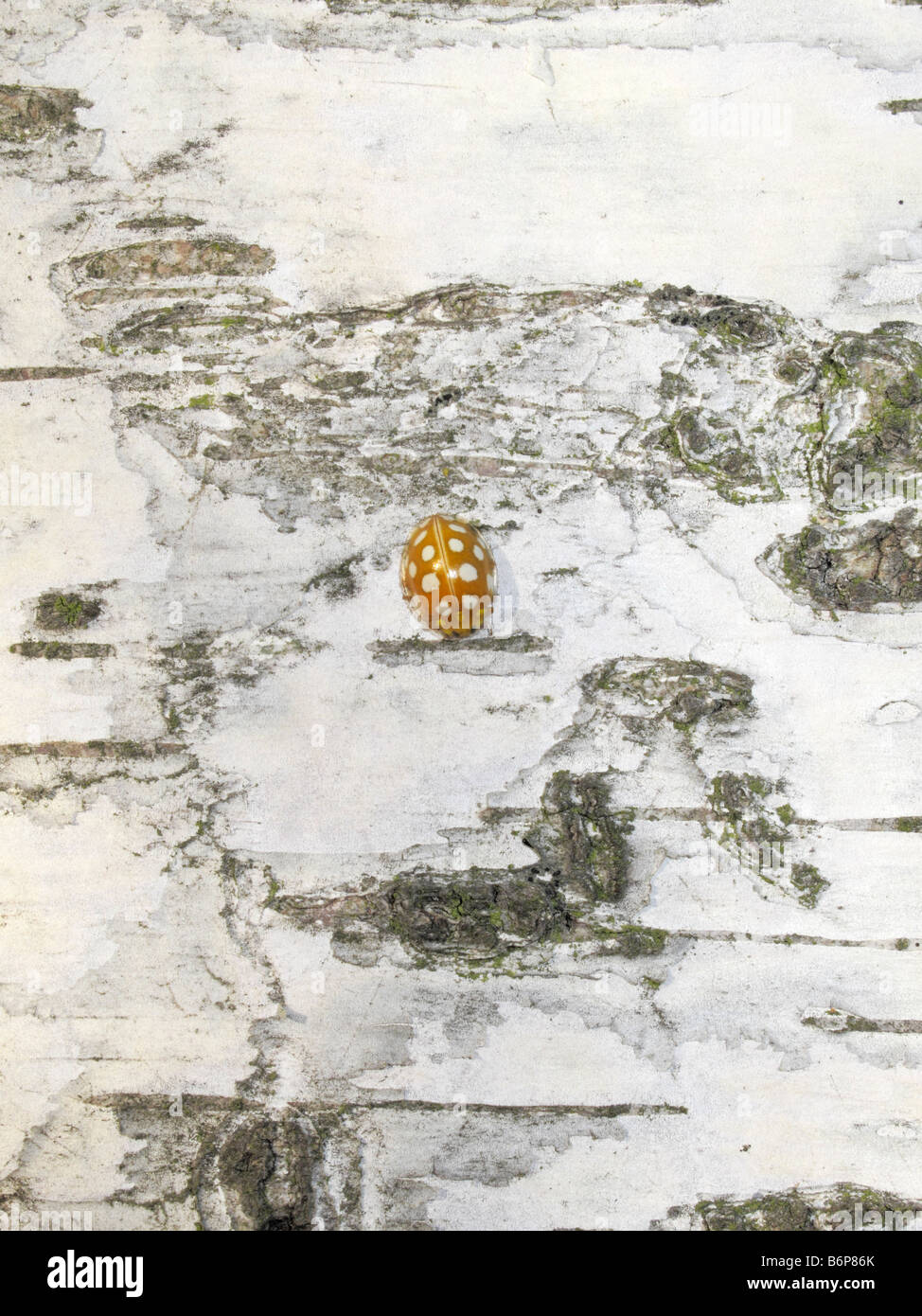 Coleoptera coccinellidae ladybug Banque de photographies et d’images à ...