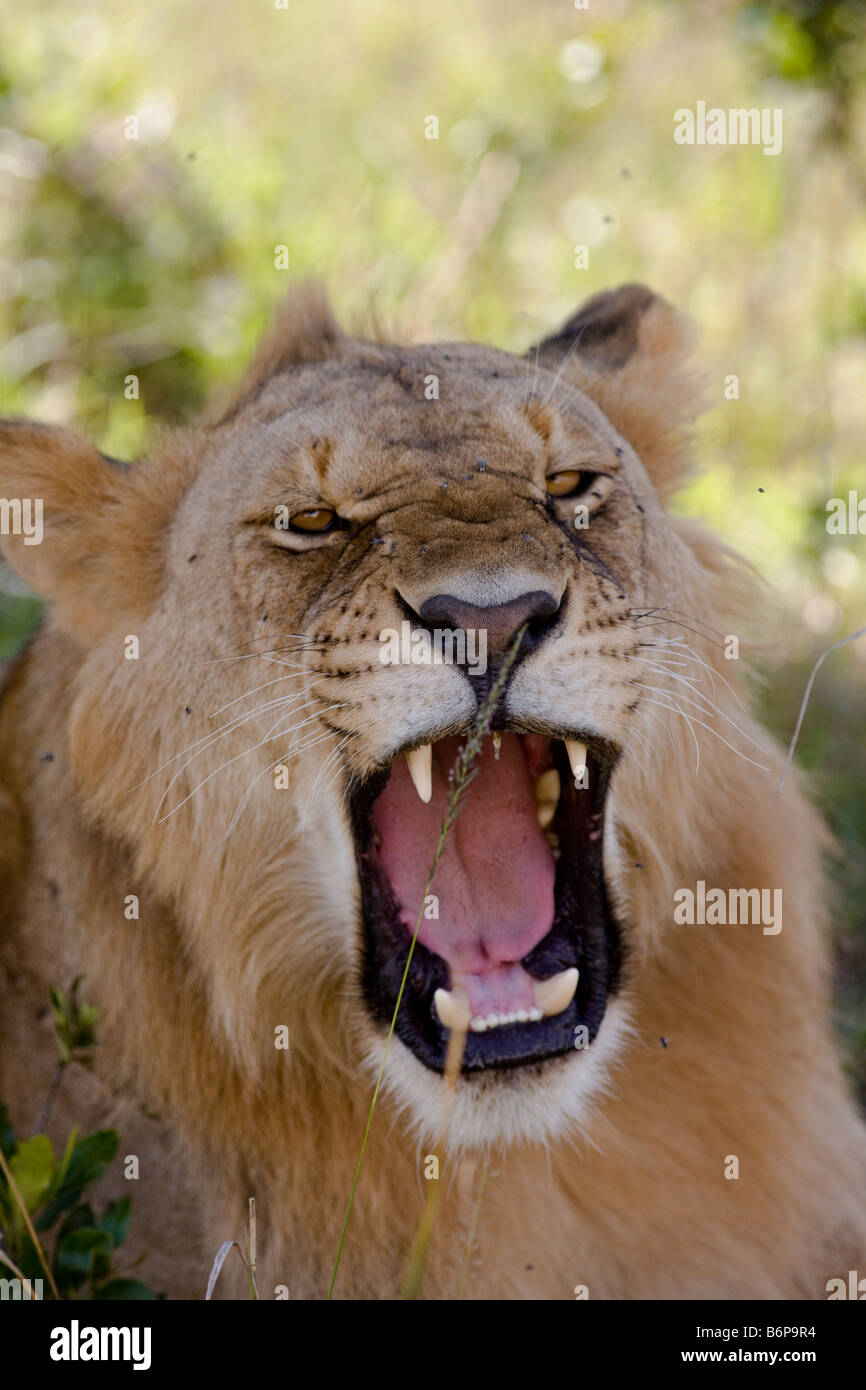 Lion growling Banque de photographies et d’images à haute résolution ...