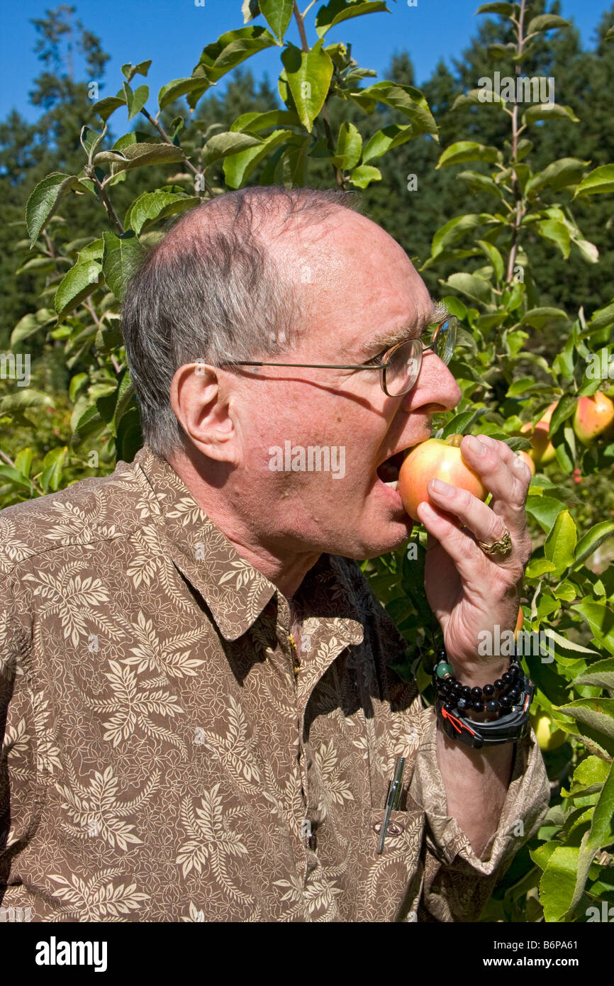 Visiter Caucasian man goûte un citron pippen apple, un des 350 variétés ...