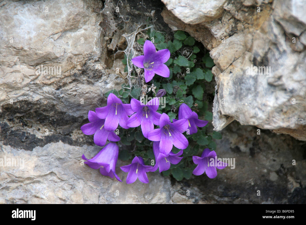 Campanula morettiana Banque de photographies et d’images à haute ...