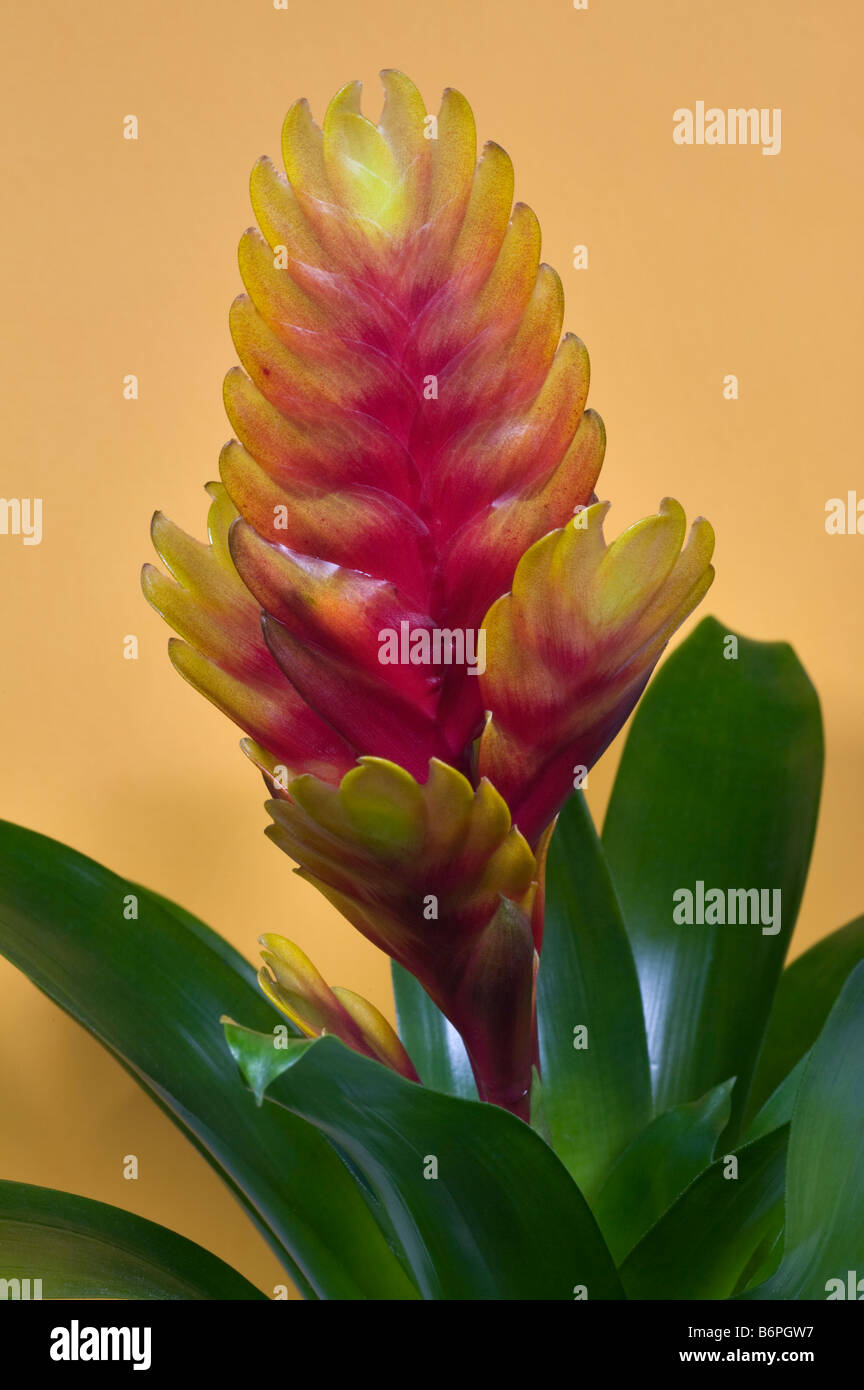 Bromelia jaune Banque de photographies et d’images à haute résolution ...