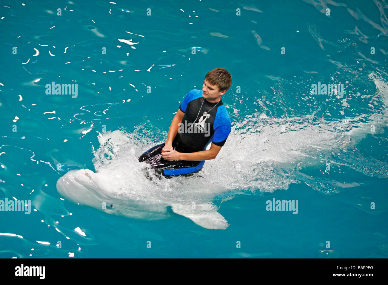 Man riding dolphin Banque de photographies et d’images à haute ...