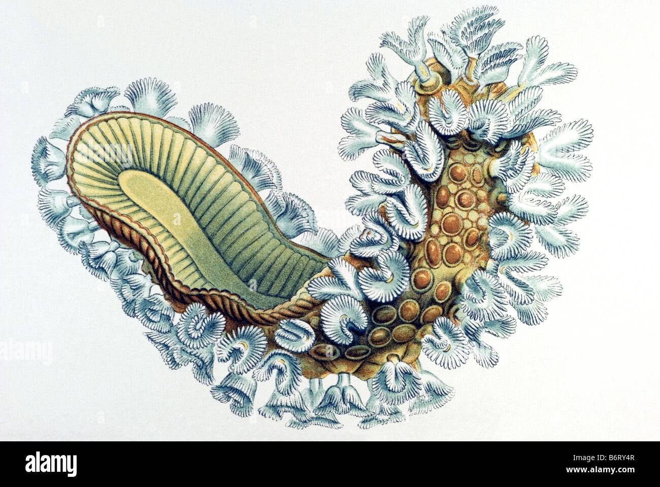 Cristatella mucedo Banque de photographies et d’images à haute ...