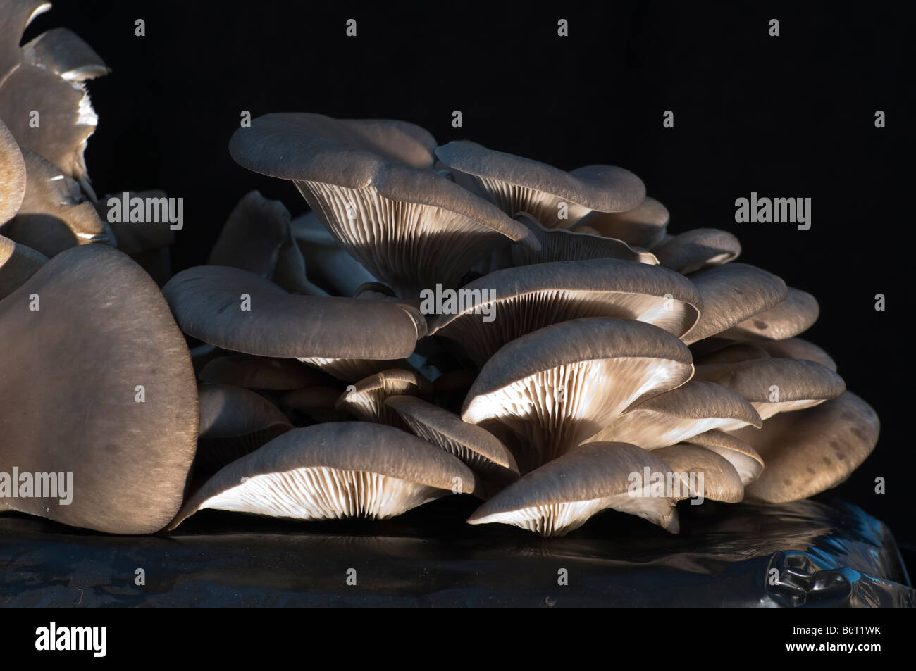 Les champignons comestibles (Pleurotus ostreatus) cultivés dans un sac ...