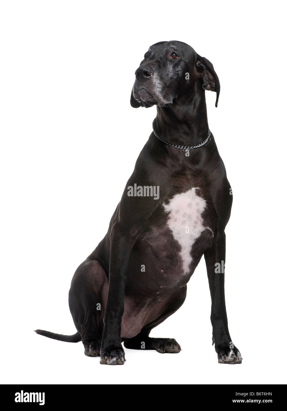 Dogue danois Banque de photographies et d’images à haute résolution - Alamy