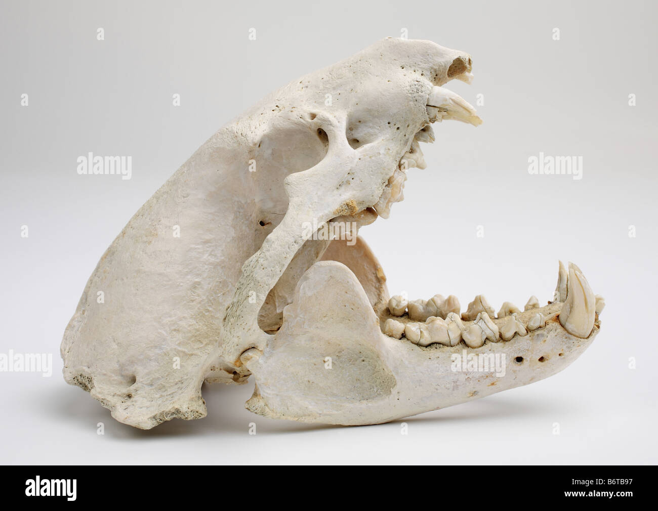 Anatomia canina Banque de photographies et d’images à haute résolution ...