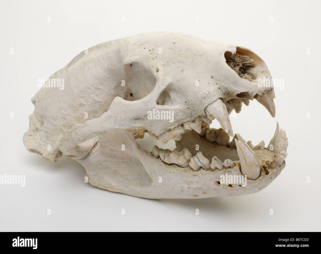 Anatomia canina Banque de photographies et d’images à haute résolution ...