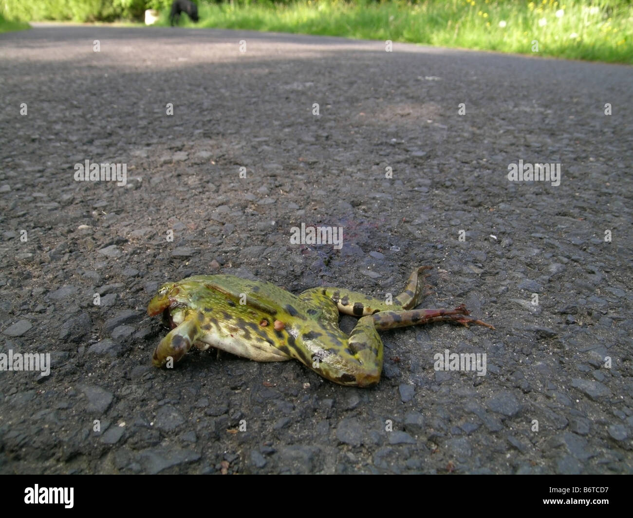 Dead Frog toad paddock couché sur l'asphalte sur une rue Photo Stock ...