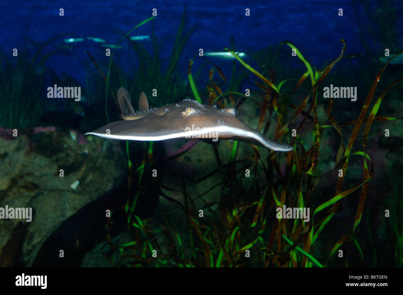 Platyrhinoidis triseriata Banque de photographies et d’images à haute ...