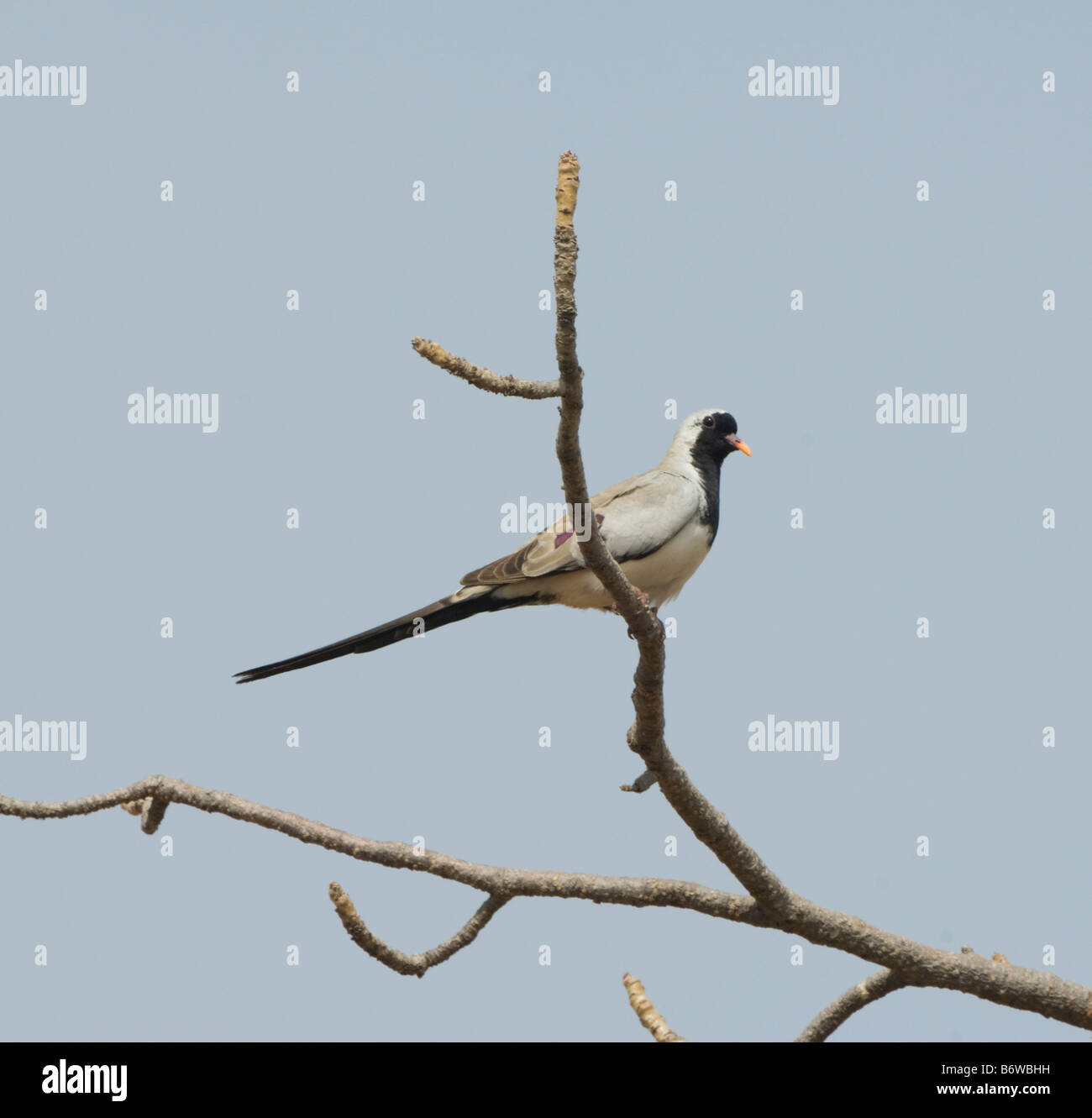 Oena capensis Banque de photographies et d’images à haute résolution ...