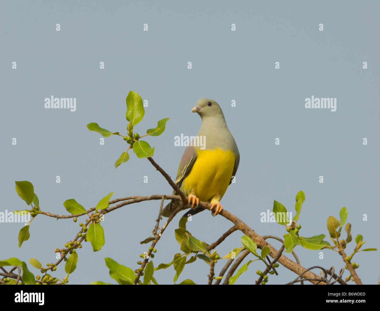 Pigeon vert Banque de photographies et d’images à haute résolution - Alamy