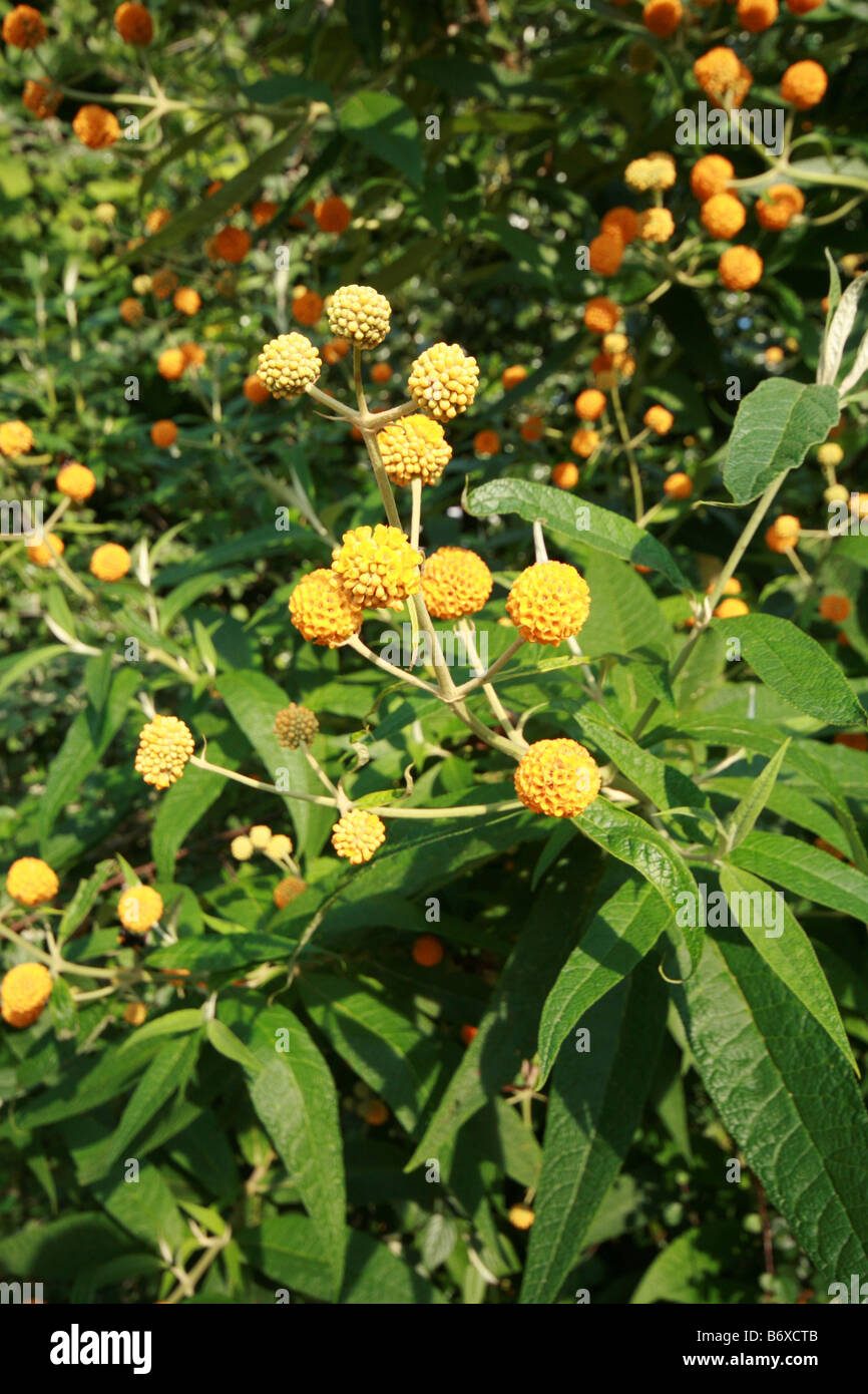 Buddleia globosa buddleja plant Banque de photographies et d’images à ...