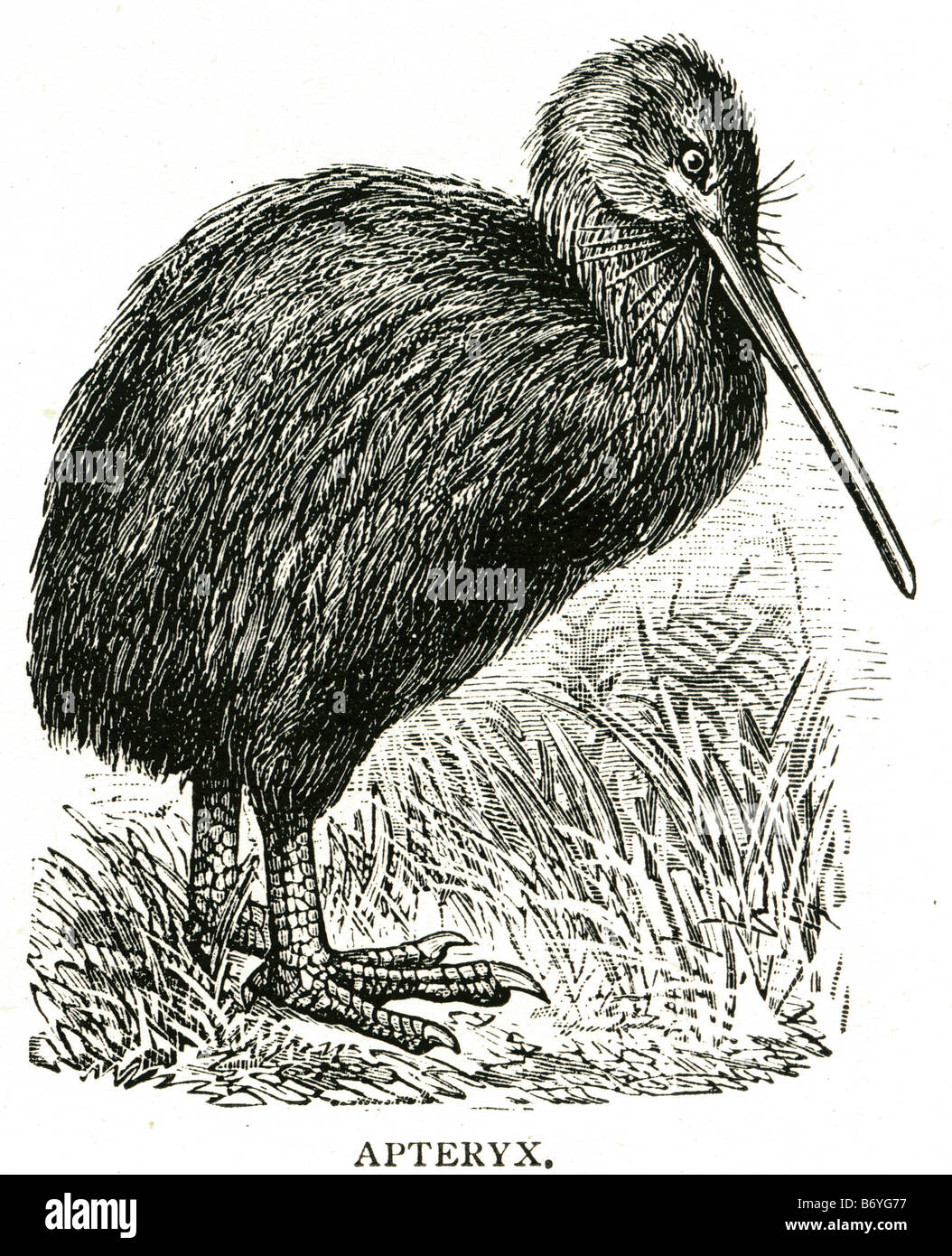 Famille des kiwis apterygidae Banque de photographies et d’images à ...