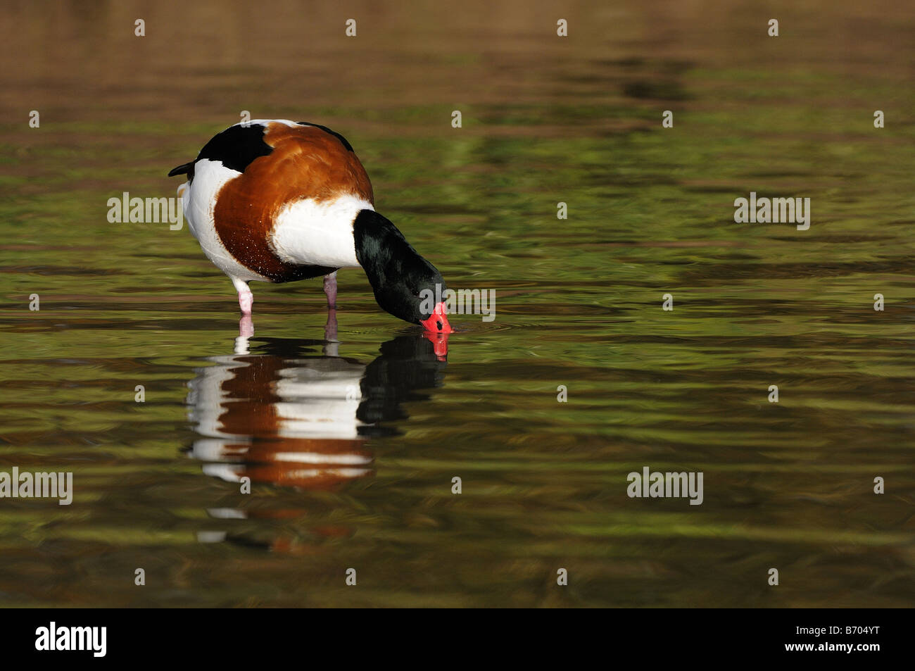 Tadoma tadoma Banque de photographies et d’images à haute résolution ...