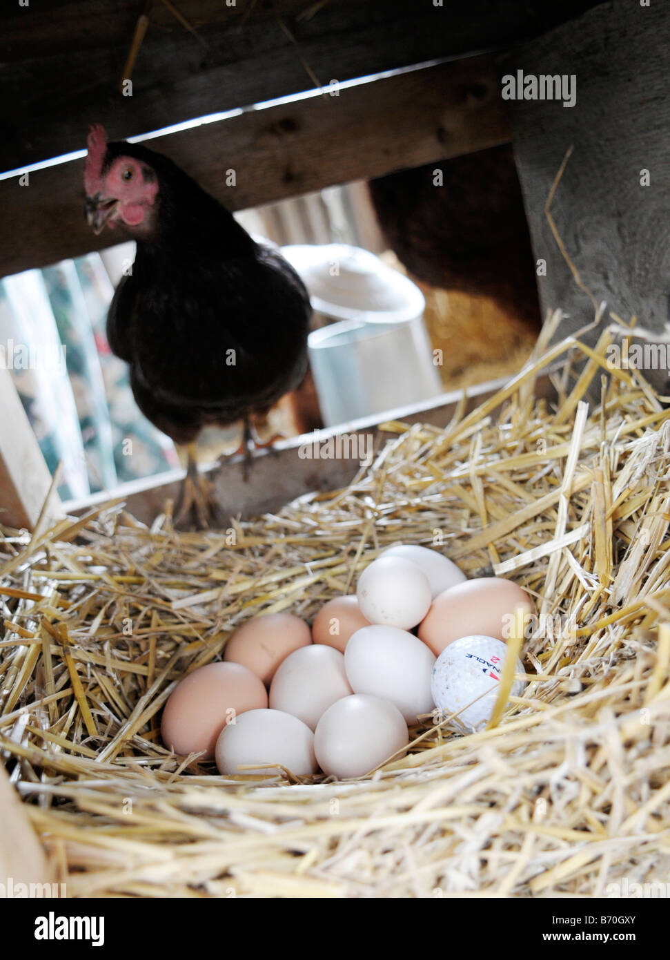 Poule oeufs Banque de photographies et d’images à haute résolution - Alamy