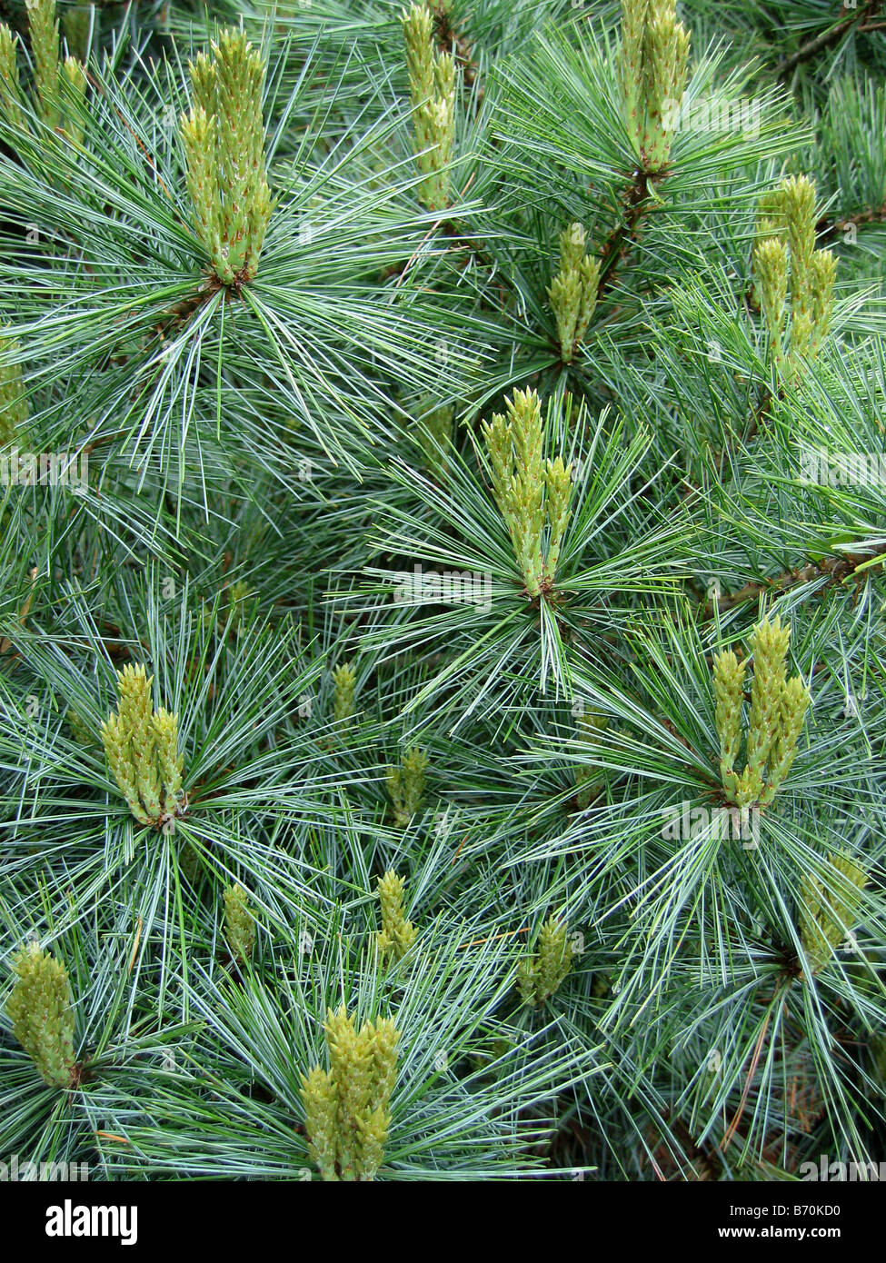 White pine pinus strobus Banque de photographies et d’images à haute ...