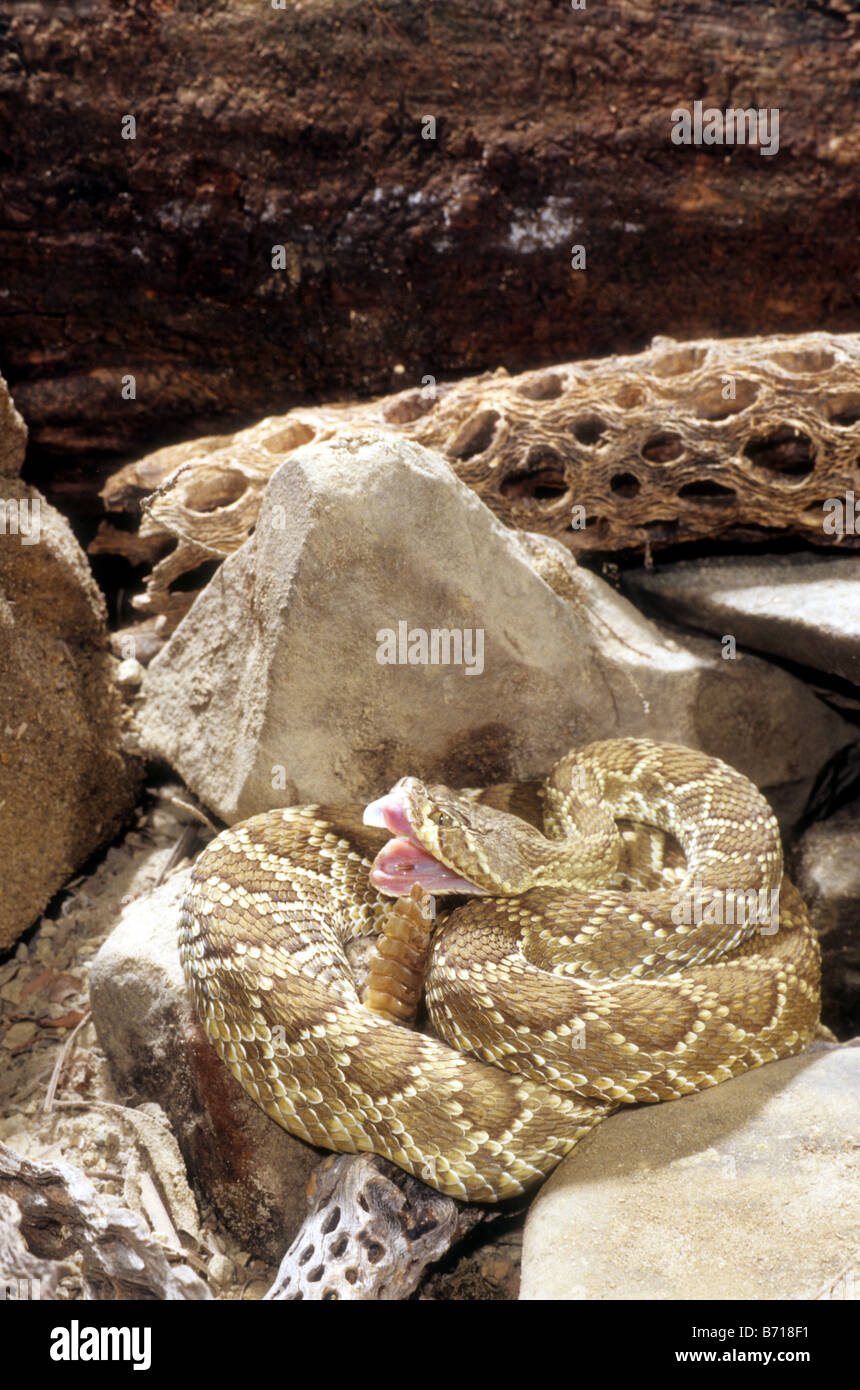 Crotale mojave Banque de photographies et d’images à haute résolution ...