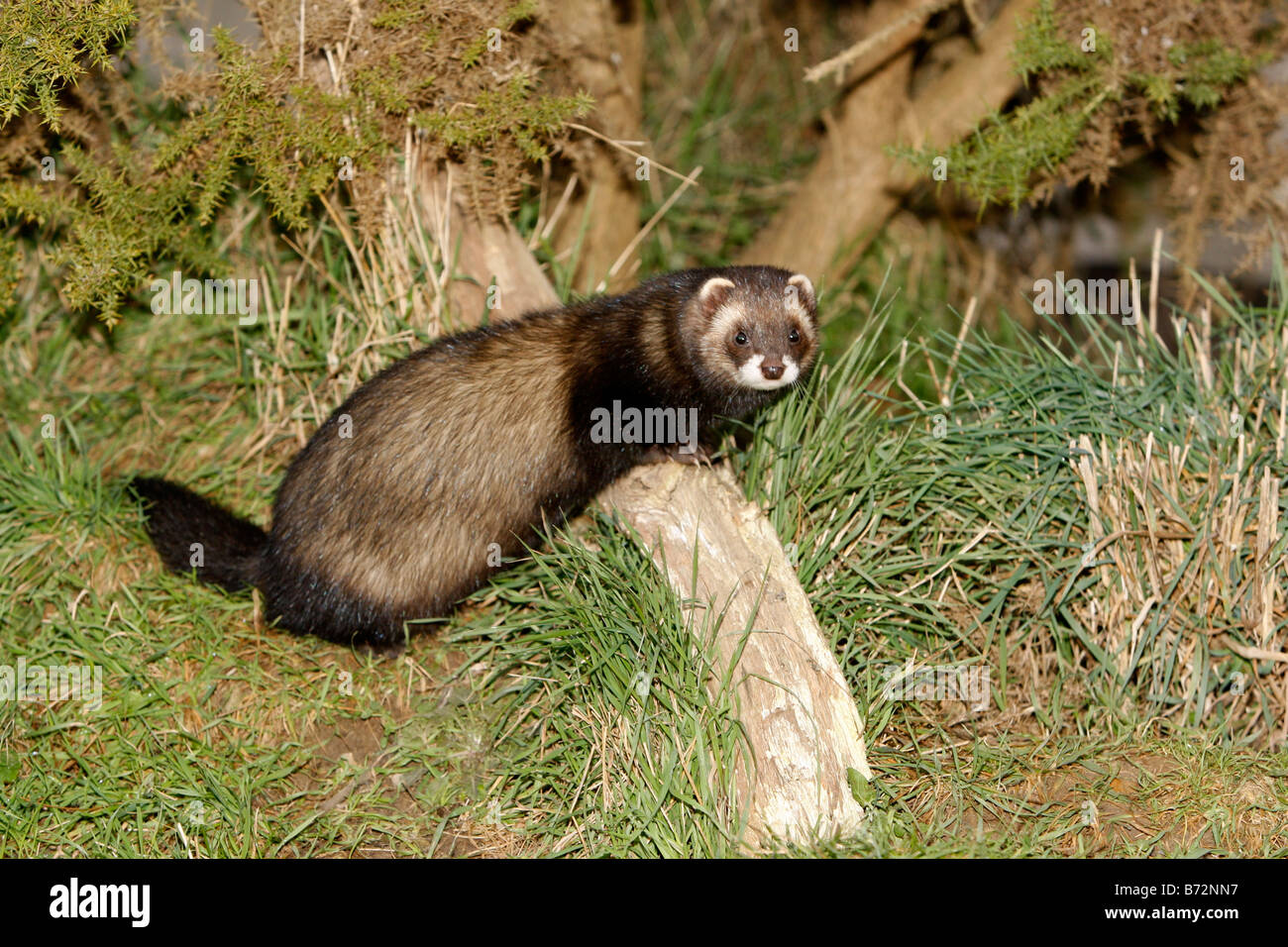 Putorius putorius Banque de photographies et d’images à haute ...