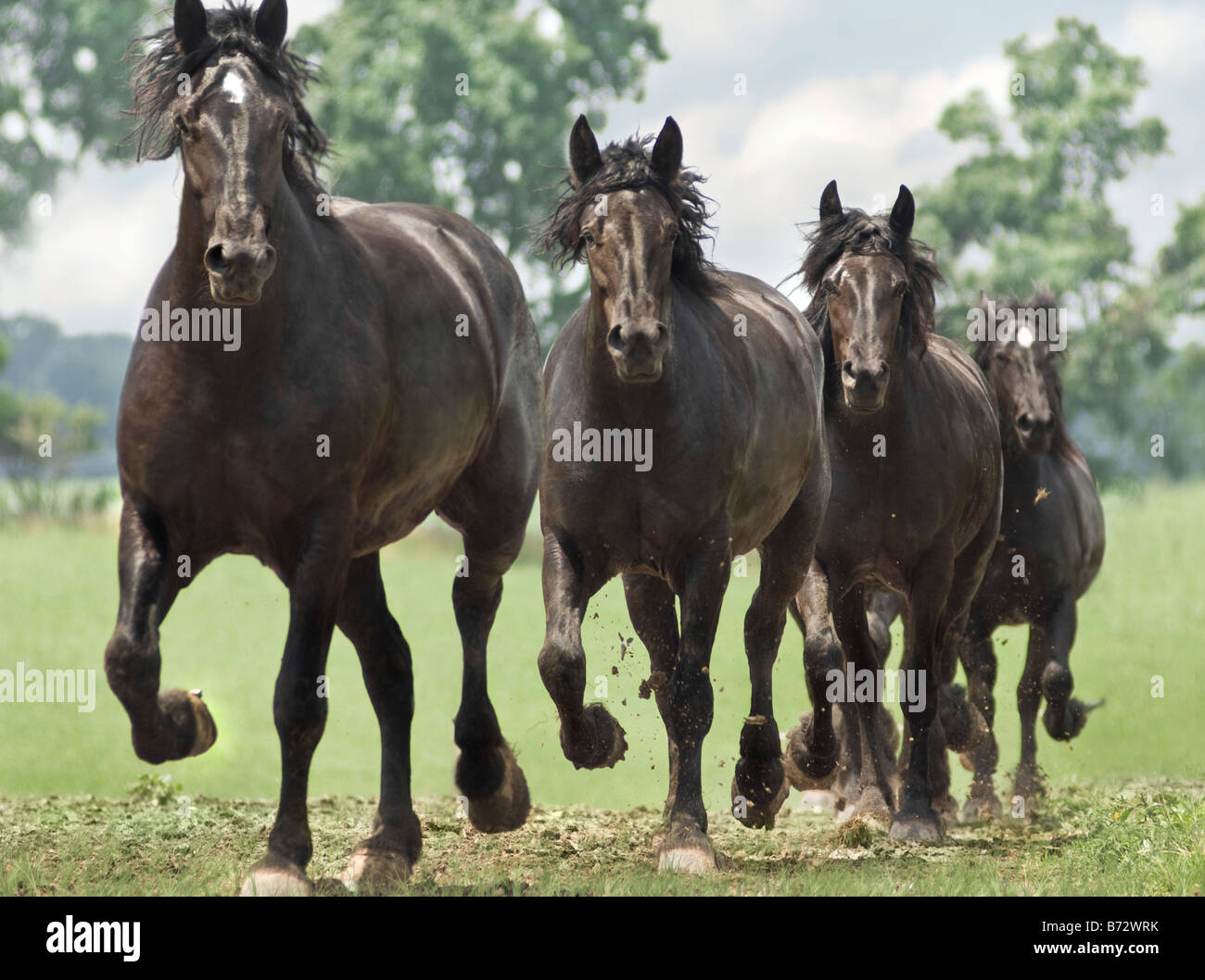 Cheval percheron noir Banque de photographies et d’images à haute ...