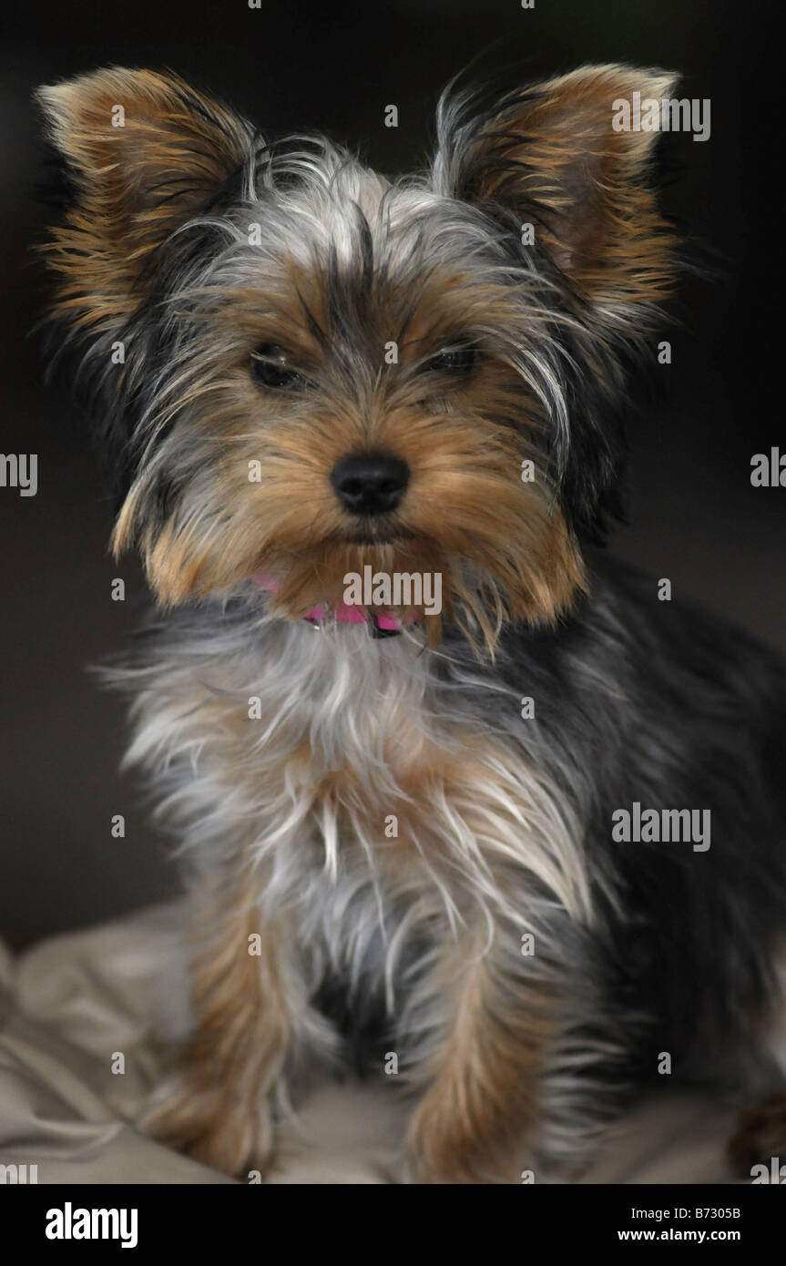 Chiot Yorkshire 3 Mois