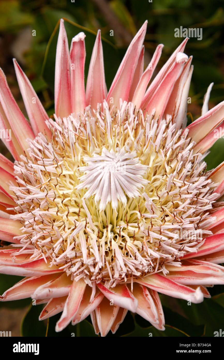 Photo:PROTEA Protea king la fleur nationale de l'Afrique du ...