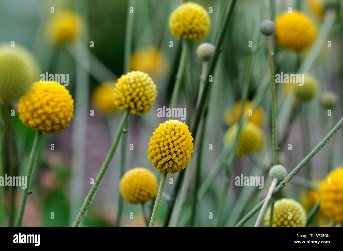 Craspedia Globosa Globe Jaune Banque d'image et photos - Alamy