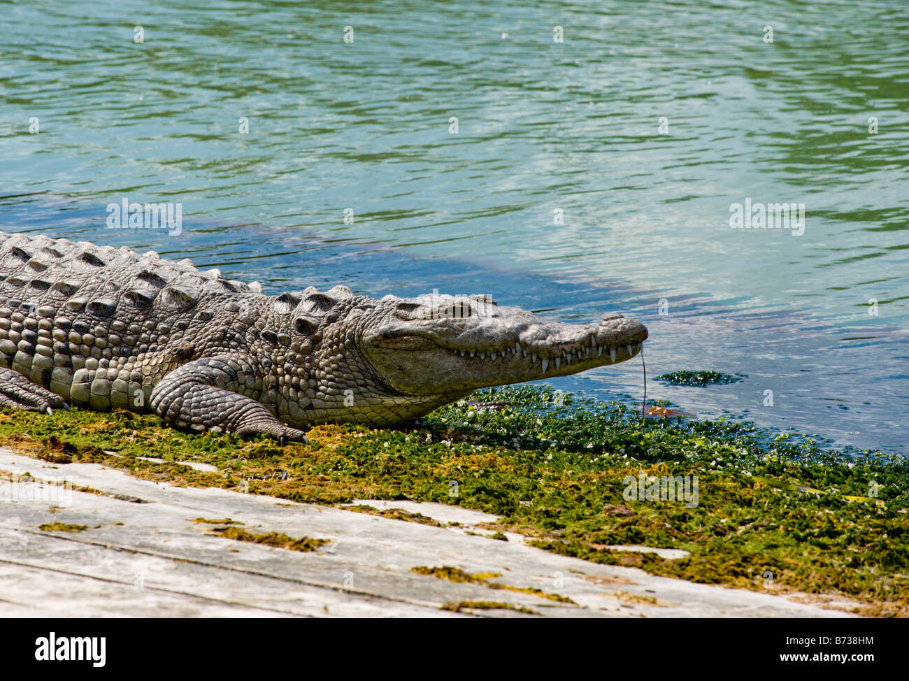 Pose sur rampe de bateau crocodile à Cancun Mexique côté lagon Photo ...
