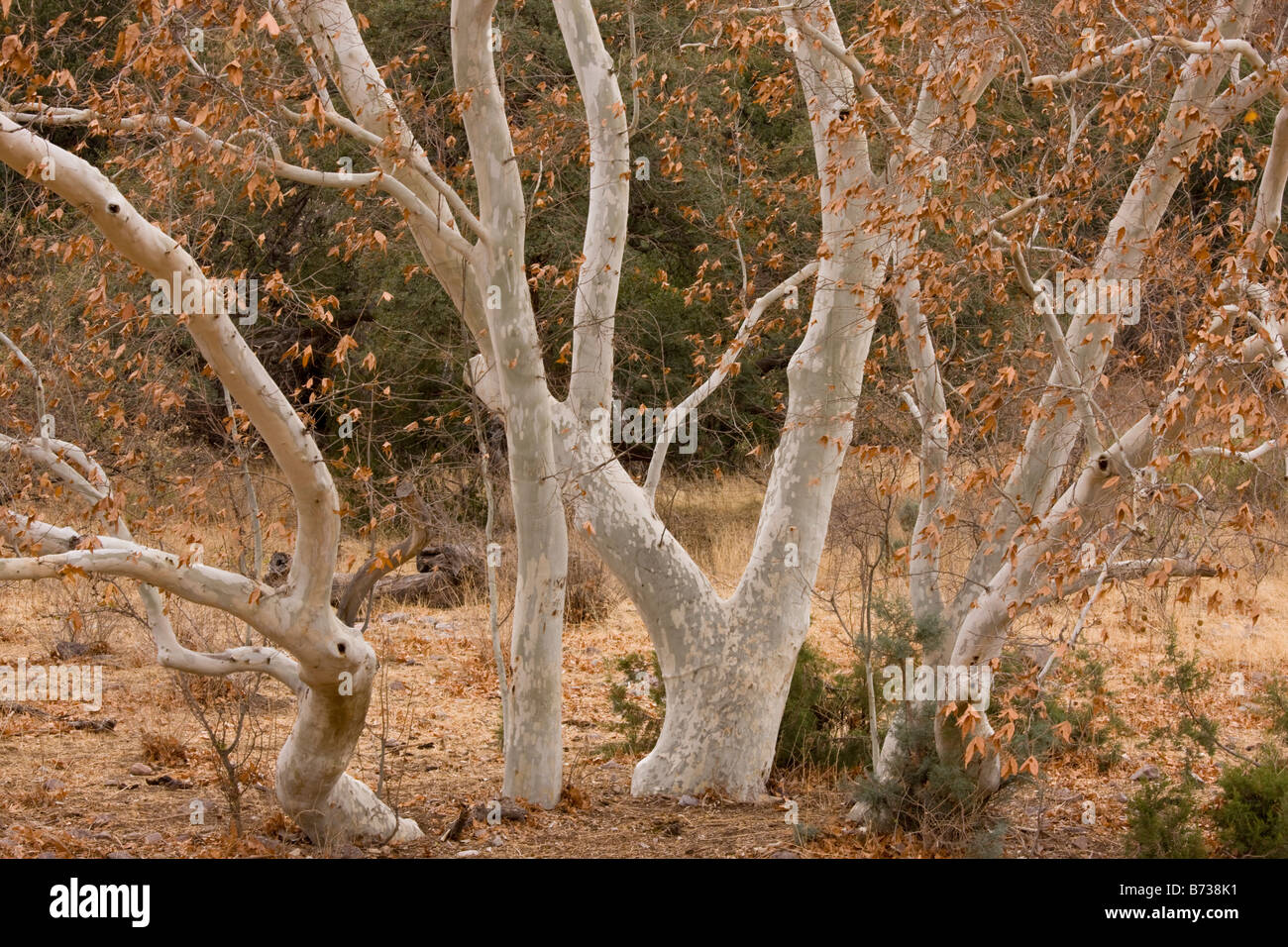 Platanus wrightii Banque de photographies et d’images à haute ...