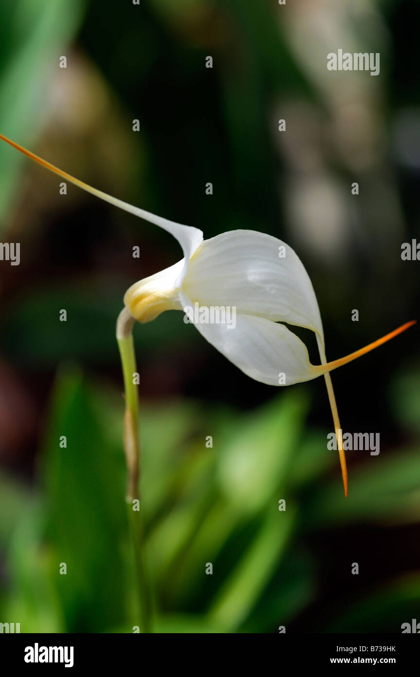 Orchid masdevallia white Banque de photographies et d’images à haute ...