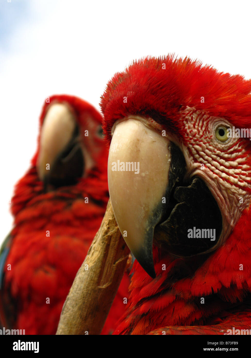 Aras macaws Banque de photographies et d’images à haute résolution - Alamy
