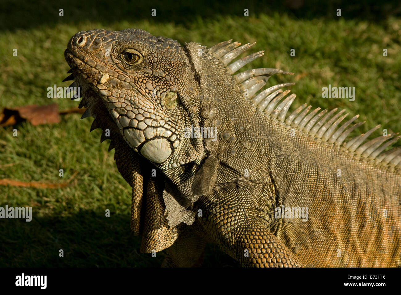 Profil du monstre vert Banque de photographies et d’images à haute ...