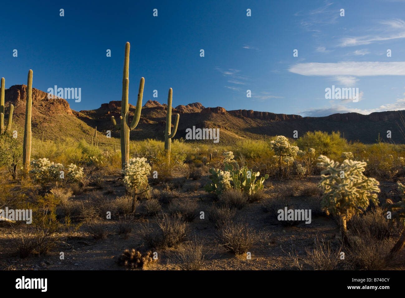 Cactus géant saguaro ou Carnegiea gigantea avec chollas dans le Saguaro ...
