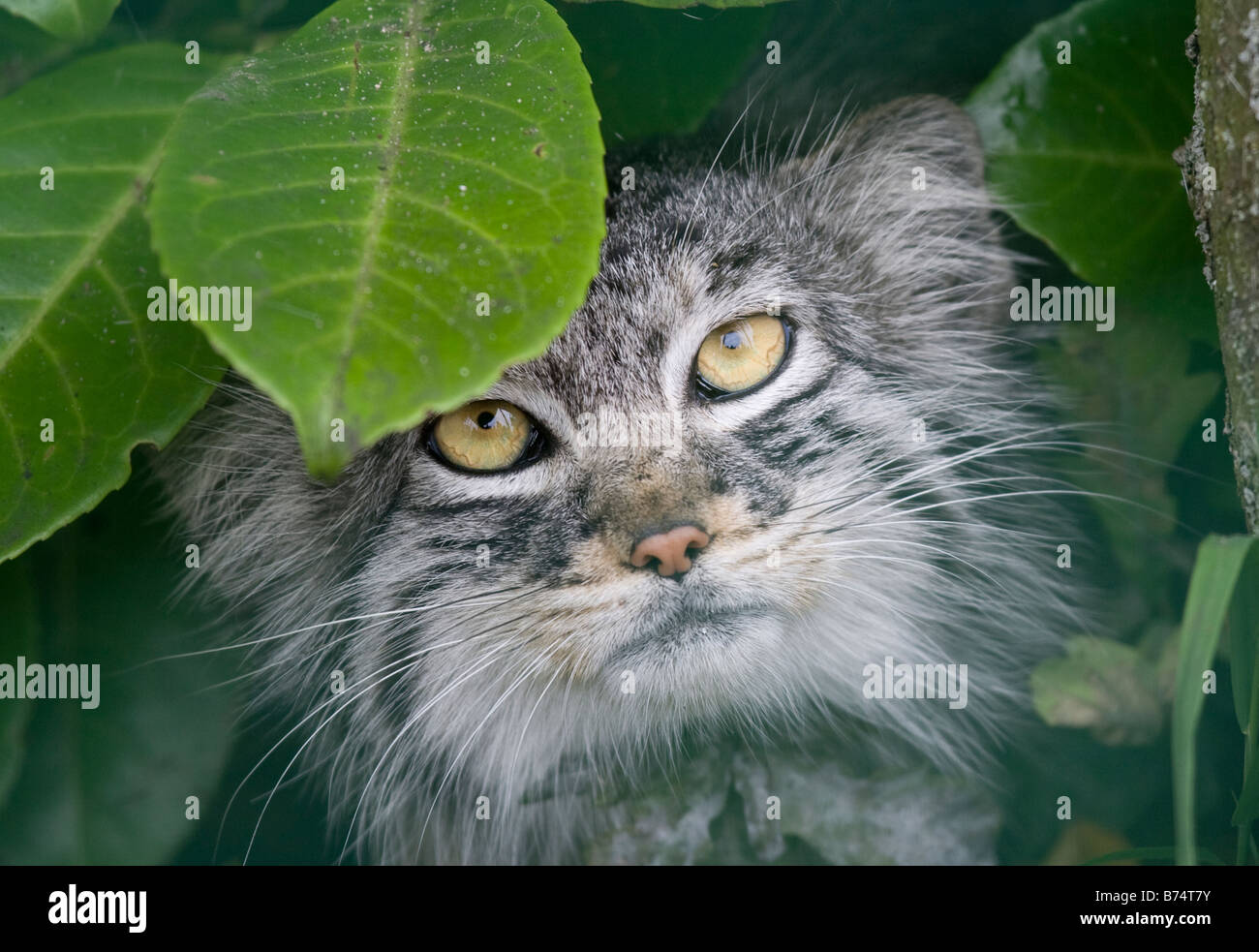 Chat pallas Banque de photographies et d’images à haute résolution - Alamy